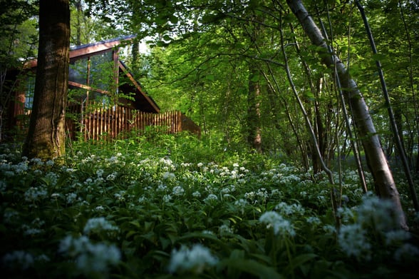 Forest Holidays UK | Cabins & Lodge Holidays