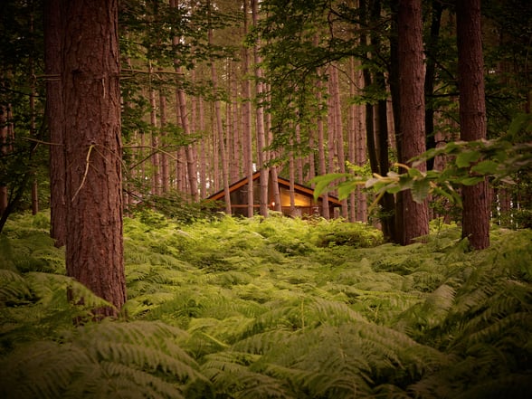 Last Minute Log Cabins, Lodges and Hot Tub Holidays | Forest Holidays