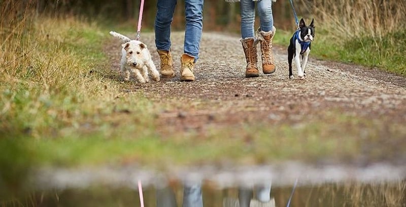 10 Reasons Why Dogs Love The Forest