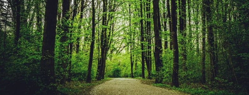 15 Amazing Tree Facts