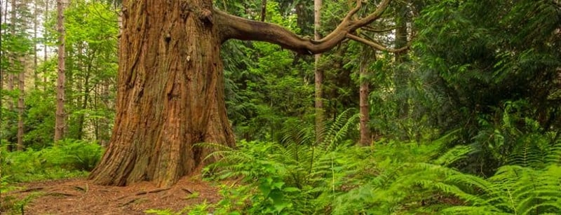 15 Amazing Tree Facts