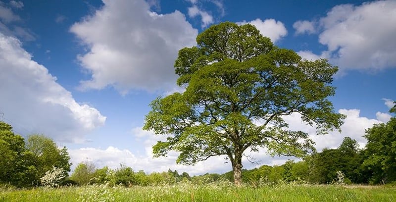 How To Identify British Trees