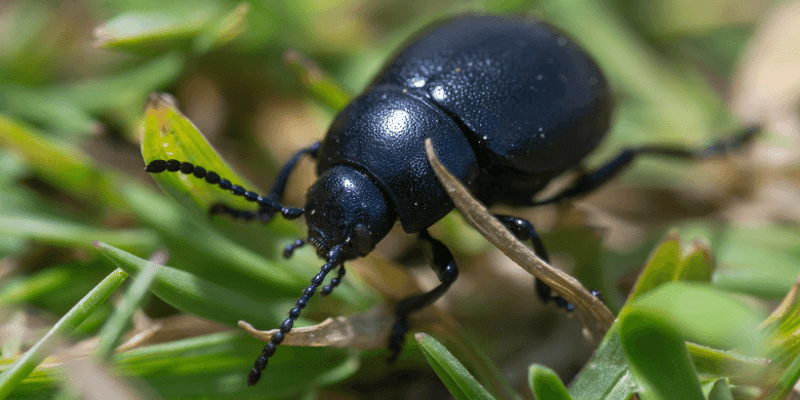 The Creatures That Make The Forest Their Home