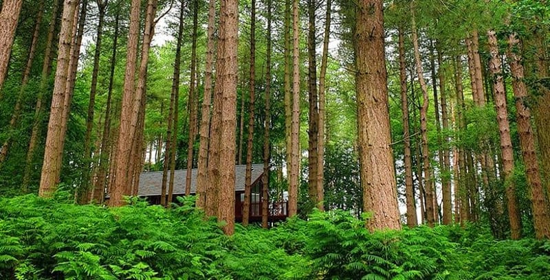 Your Guide To Exploring Delamere Forest