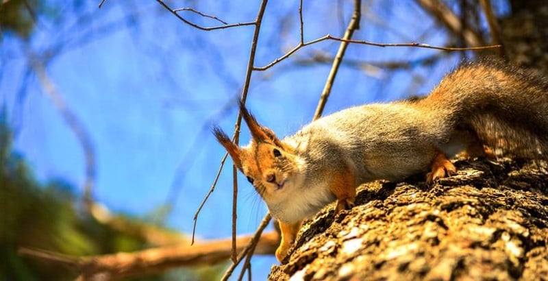 Why We Love Red Squirrels | Intriguing Facts