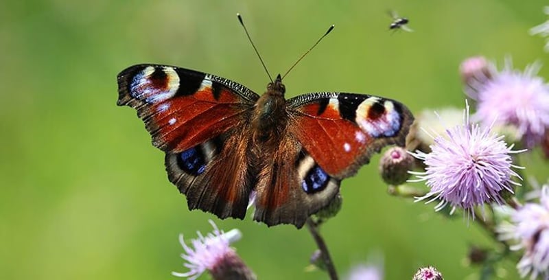 Why Spring Is The Best Season